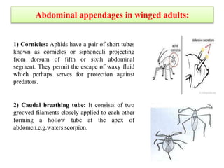 INSECT ABDOMEN:IT’S SEGMENTATION AND APPENDAGES,STRUCTURE,FUNCTION AND ...