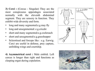 INSECT ABDOMEN:IT’S SEGMENTATION AND APPENDAGES,STRUCTURE,FUNCTION AND ...