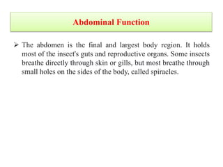 INSECT ABDOMEN:IT’S SEGMENTATION AND APPENDAGES,STRUCTURE,FUNCTION AND ...