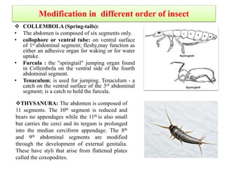 INSECT ABDOMEN:IT’S SEGMENTATION AND APPENDAGES,STRUCTURE,FUNCTION AND ...