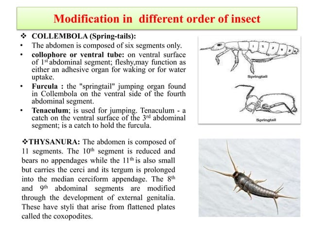 INSECT ABDOMEN:IT’S SEGMENTATION AND APPENDAGES,STRUCTURE,FUNCTION AND MODIFICATION IN DIFFERENT ...