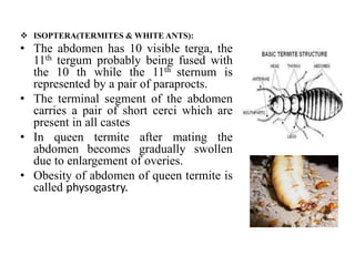 INSECT ABDOMEN:IT’S SEGMENTATION AND APPENDAGES,STRUCTURE,FUNCTION AND ...