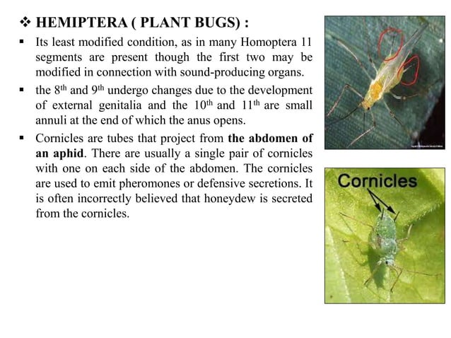 INSECT ABDOMEN:IT’S SEGMENTATION AND APPENDAGES,STRUCTURE,FUNCTION AND ...