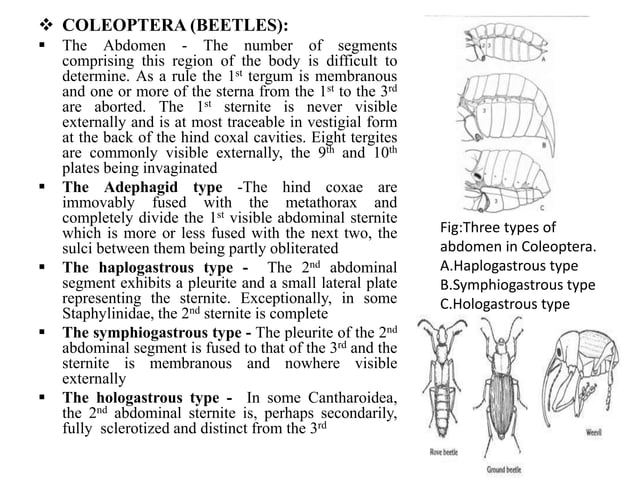INSECT ABDOMEN:IT’S SEGMENTATION AND APPENDAGES,STRUCTURE,FUNCTION AND MODIFICATION IN DIFFERENT ...
