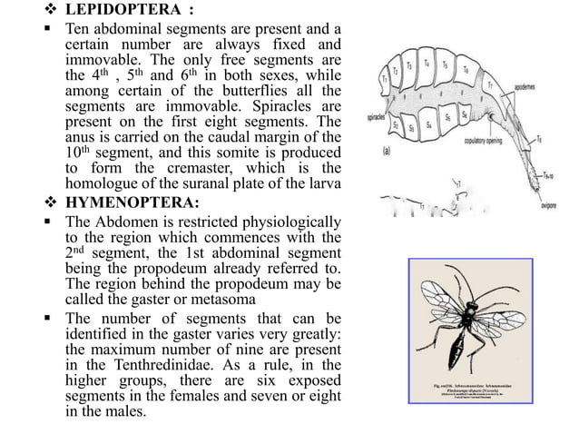 INSECT ABDOMEN:IT’S SEGMENTATION AND APPENDAGES,STRUCTURE,FUNCTION AND ...