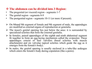 INSECT ABDOMEN:IT’S SEGMENTATION AND APPENDAGES,STRUCTURE,FUNCTION AND ...