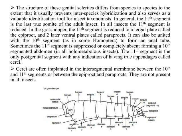 INSECT ABDOMEN:IT’S SEGMENTATION AND APPENDAGES,STRUCTURE,FUNCTION AND MODIFICATION IN DIFFERENT ...