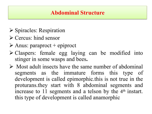 INSECT ABDOMEN:IT’S SEGMENTATION AND APPENDAGES,STRUCTURE,FUNCTION AND ...
