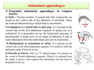 INSECT ABDOMEN:IT’S SEGMENTATION AND APPENDAGES,STRUCTURE,FUNCTION AND ...