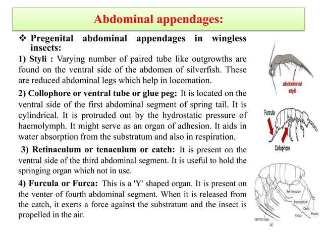 INSECT ABDOMEN:IT’S SEGMENTATION AND APPENDAGES,STRUCTURE,FUNCTION AND MODIFICATION IN DIFFERENT ...