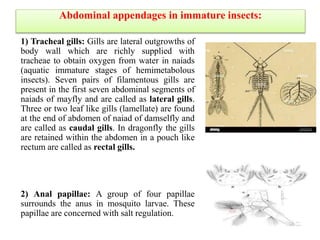 INSECT ABDOMEN:IT’S SEGMENTATION AND APPENDAGES,STRUCTURE,FUNCTION AND MODIFICATION IN DIFFERENT ...