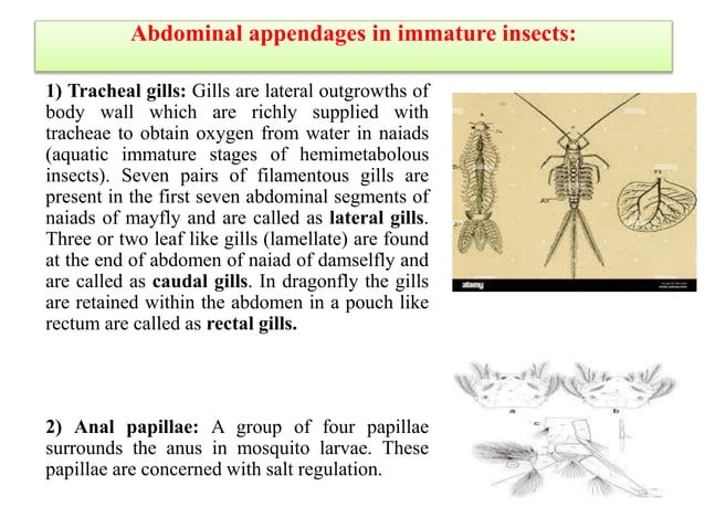 INSECT ABDOMEN:IT’S SEGMENTATION AND APPENDAGES,STRUCTURE,FUNCTION AND ...