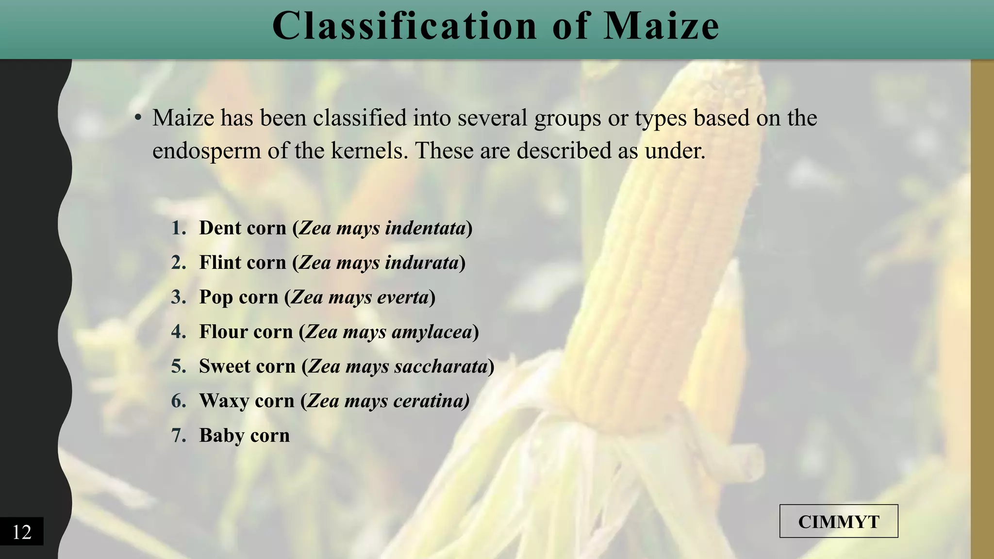 Crop Improvement in Fodder maize (Zea mays L.) for Feed Security | PPTX