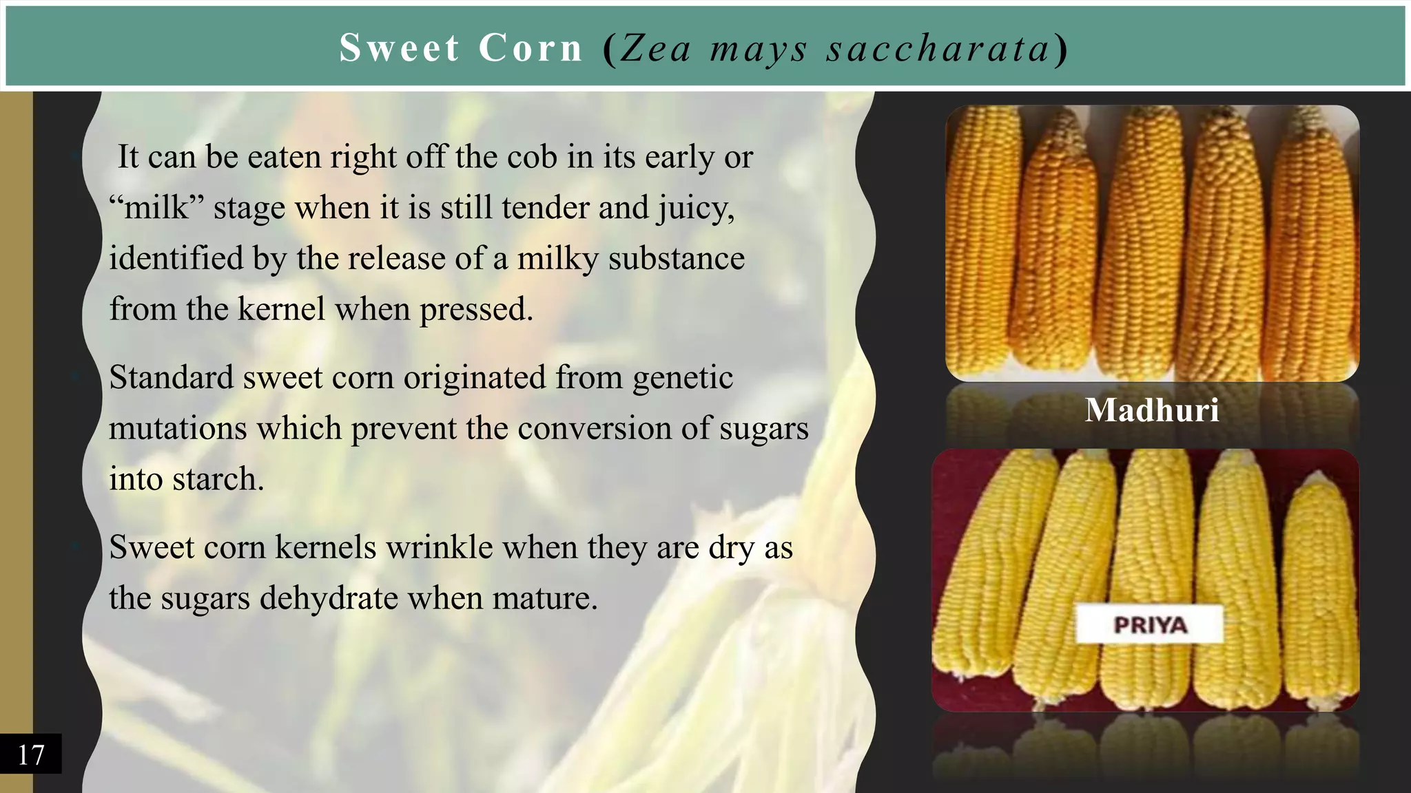 Crop Improvement in Fodder maize (Zea mays L.) for Feed Security | PPTX