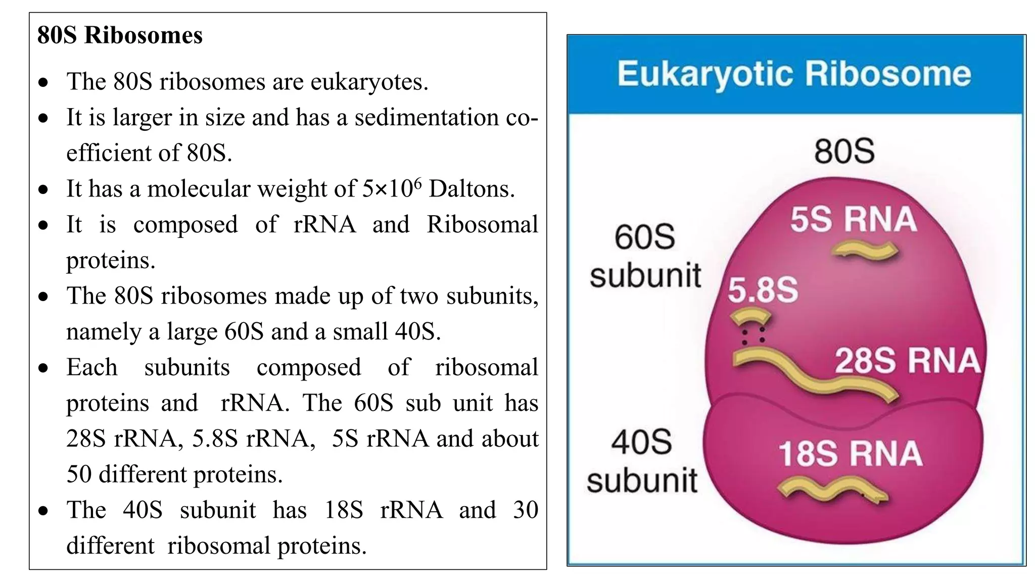 Ribosomes - Origin, Chemical composition, Structure and Function | PPTX