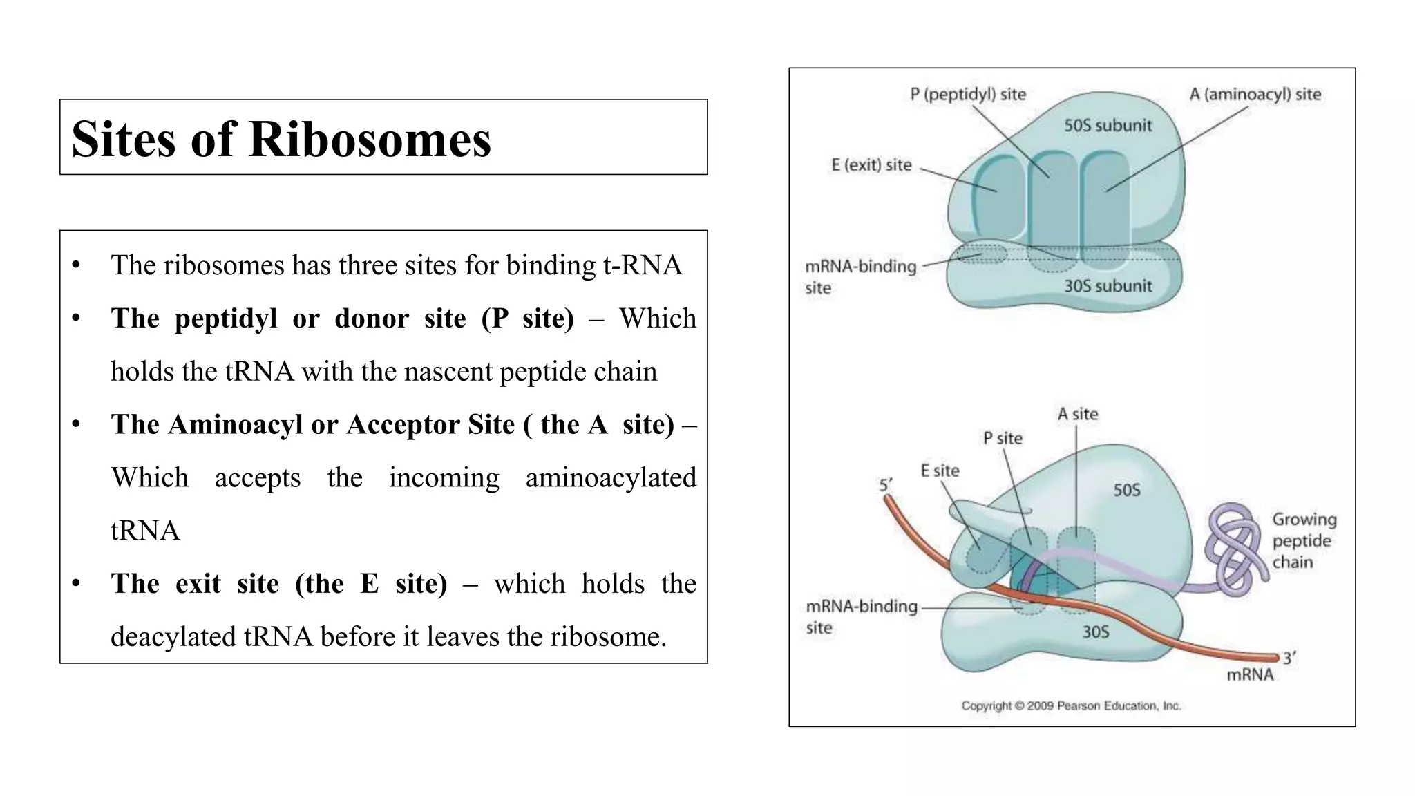Ribosomes - Origin, Chemical composition, Structure and Function | PPTX