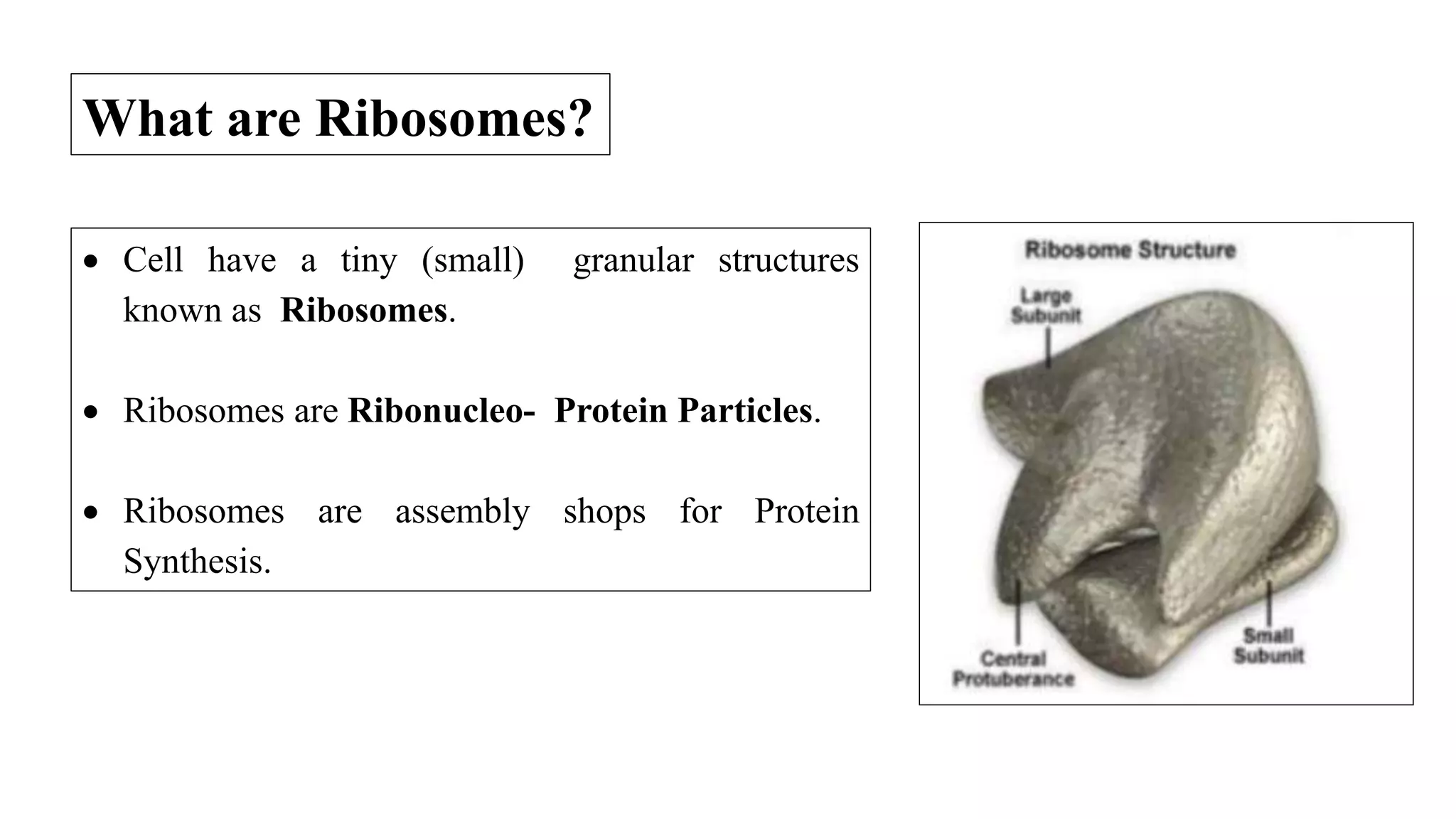 Ribosomes - Origin, Chemical composition, Structure and Function | PPTX