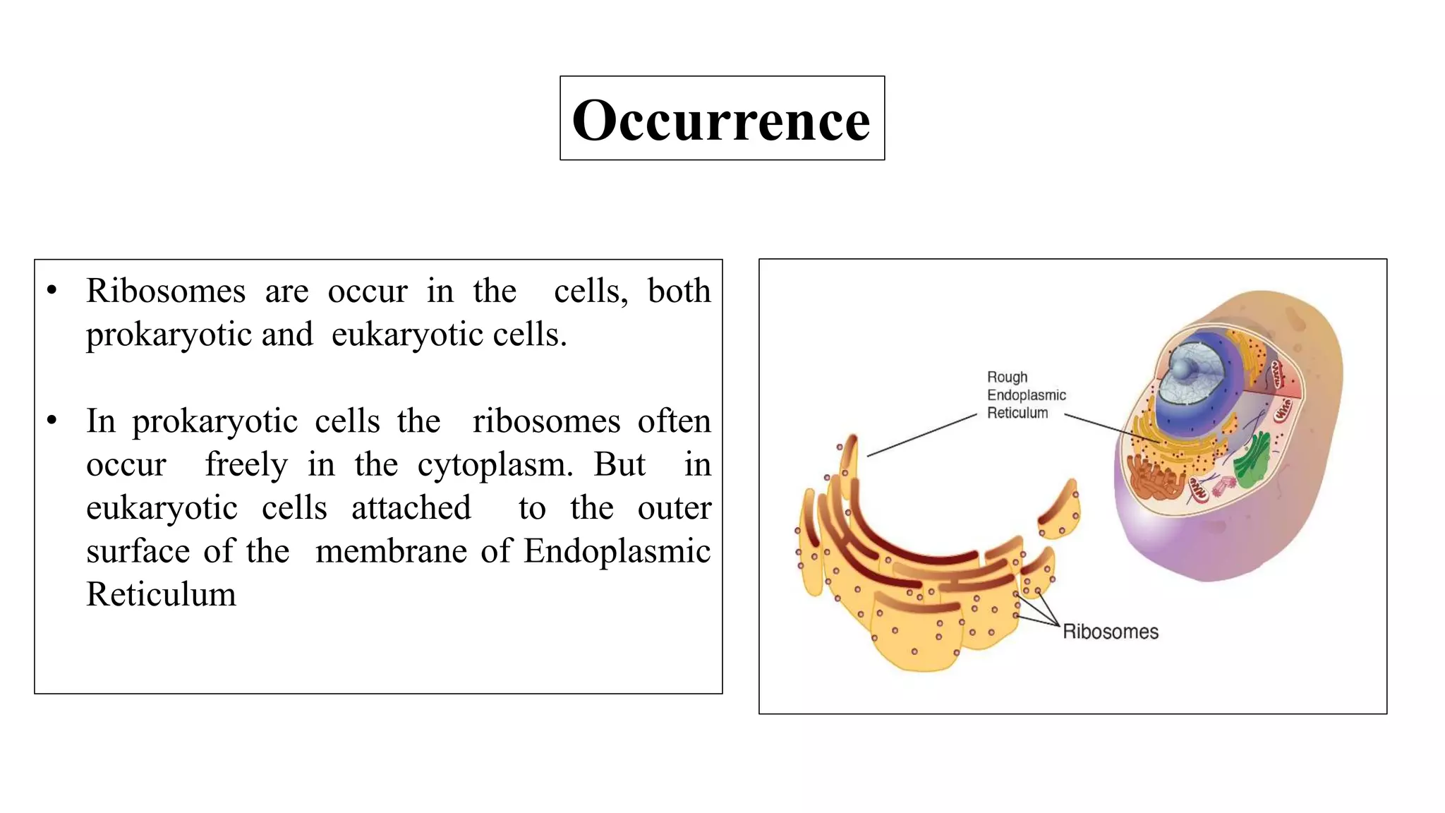 Ribosomes - Origin, Chemical composition, Structure and Function | PPTX