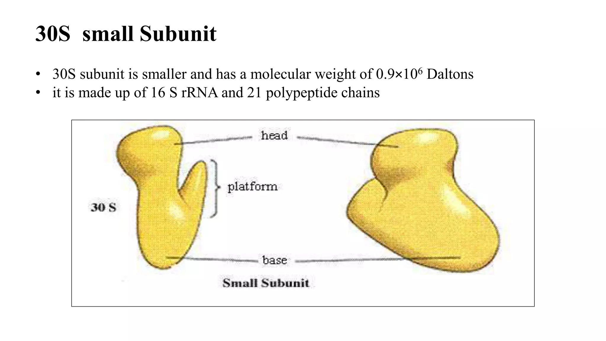 Ribosomes - Origin, Chemical composition, Structure and Function | PPTX