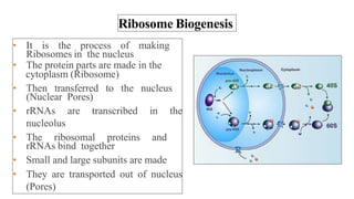 Ribosomes - Origin, Chemical composition, Structure and Function | PPTX
