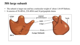 Ribosomes - Origin, Chemical composition, Structure and Function | PPTX