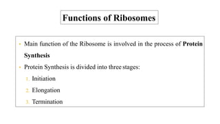Ribosome Function