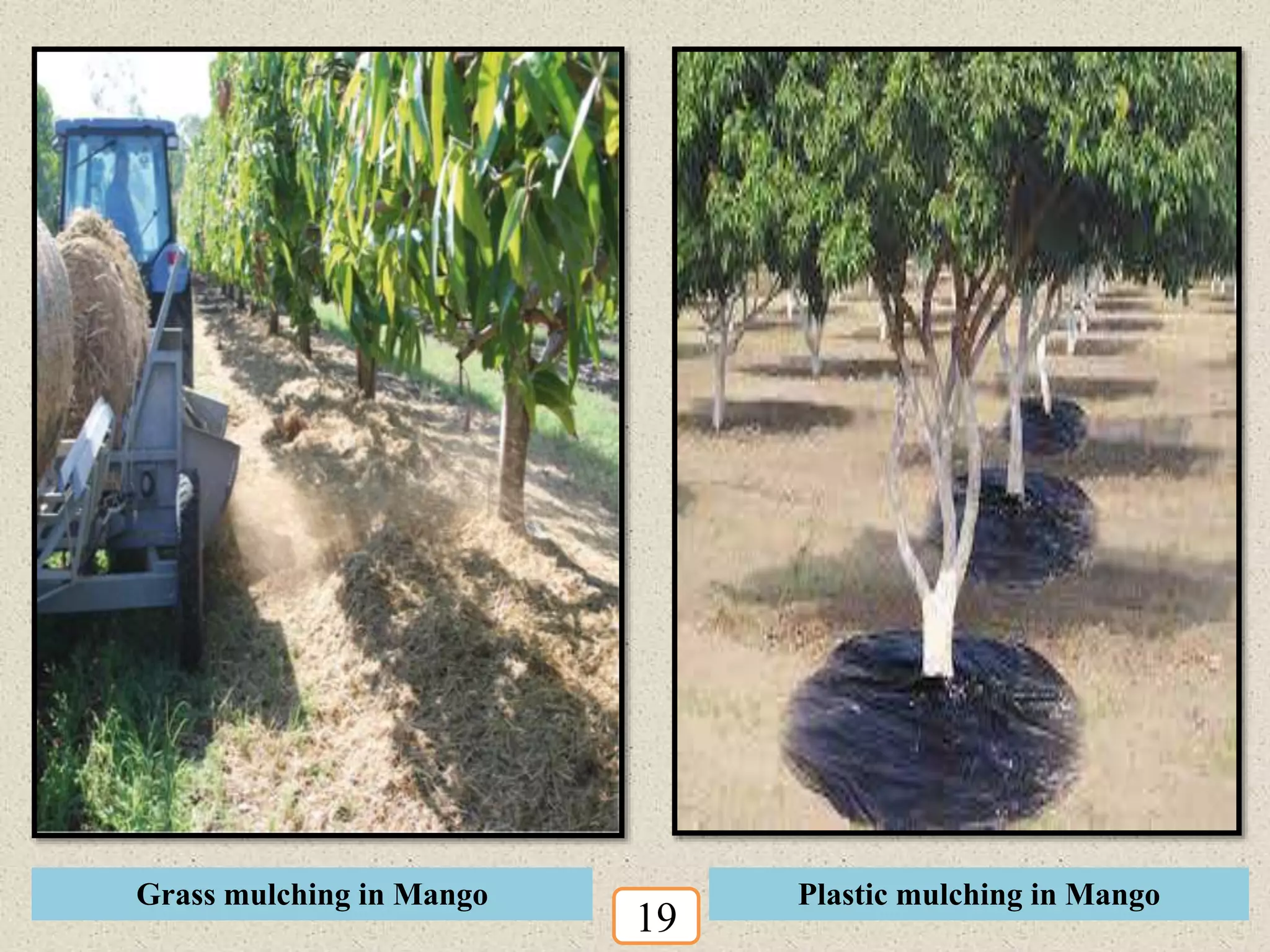 ORCHARD FLOOR MANAGEMENT | PPTX