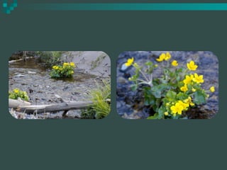 Kaltene ppt. | PPT