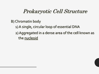Prokaryotic Cell Structure Ppt
