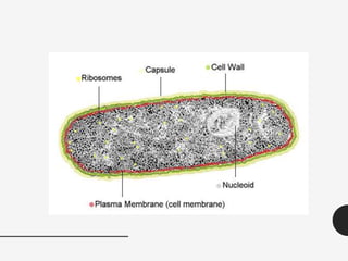 Prokaryotic Cells Under Microscope