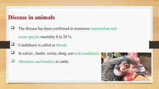Candidiasis ,Rhinosporidiosis, Blastomycosis | PPTX