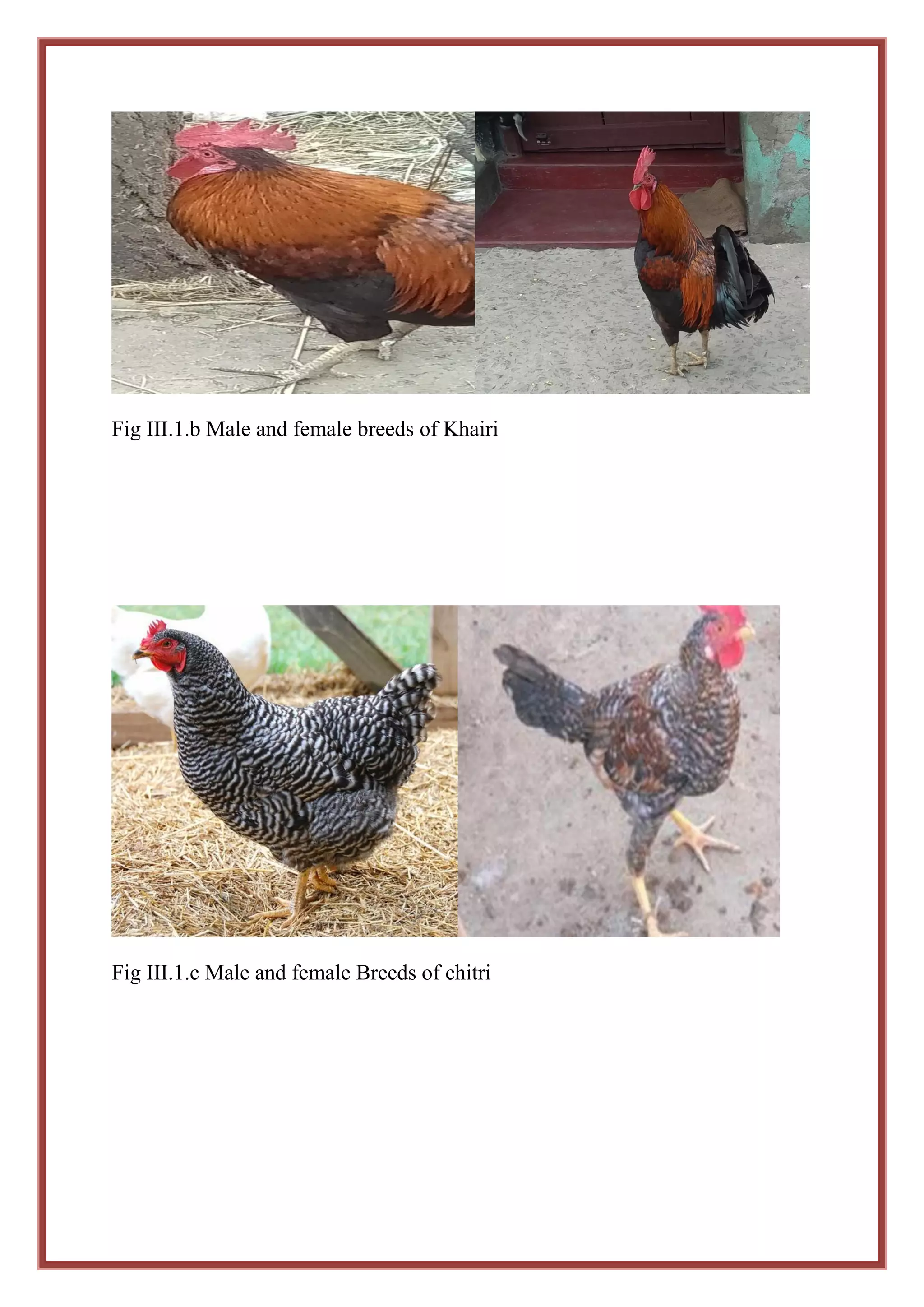 qualitative and quantitative traits of chicken | PDF