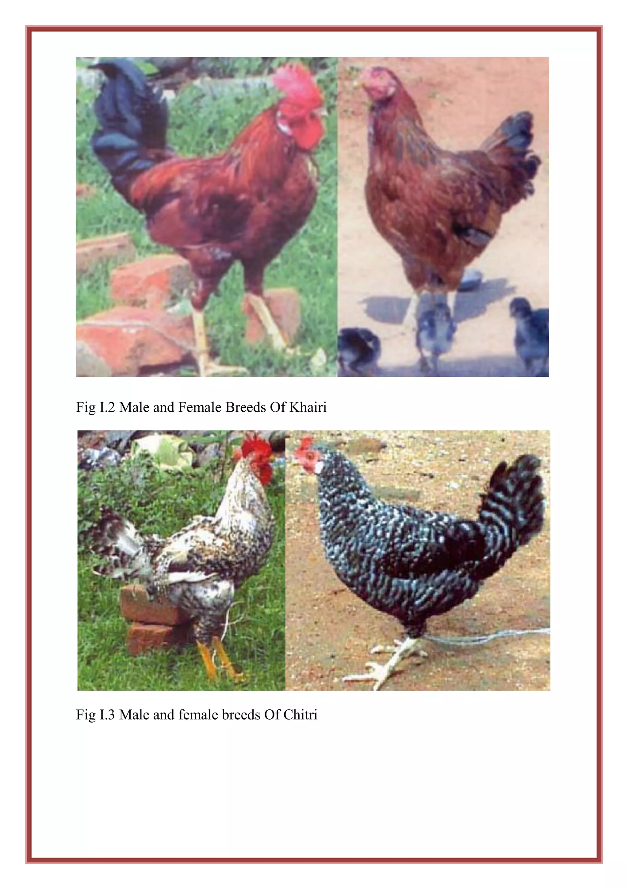 qualitative and quantitative traits of chicken | PDF