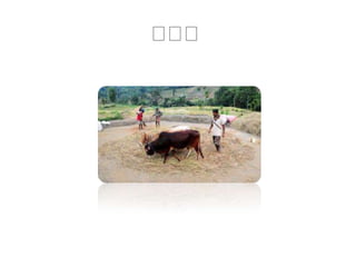 Kamath basa indigenous language of paddy culture in sri lanka | PPTX