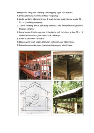 Kamdang kambing | PDF