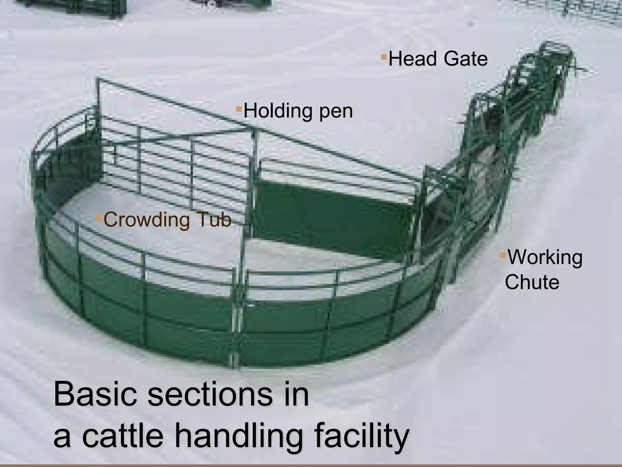Tips for Creating Beef Cattle Handling Facilities | PPT
