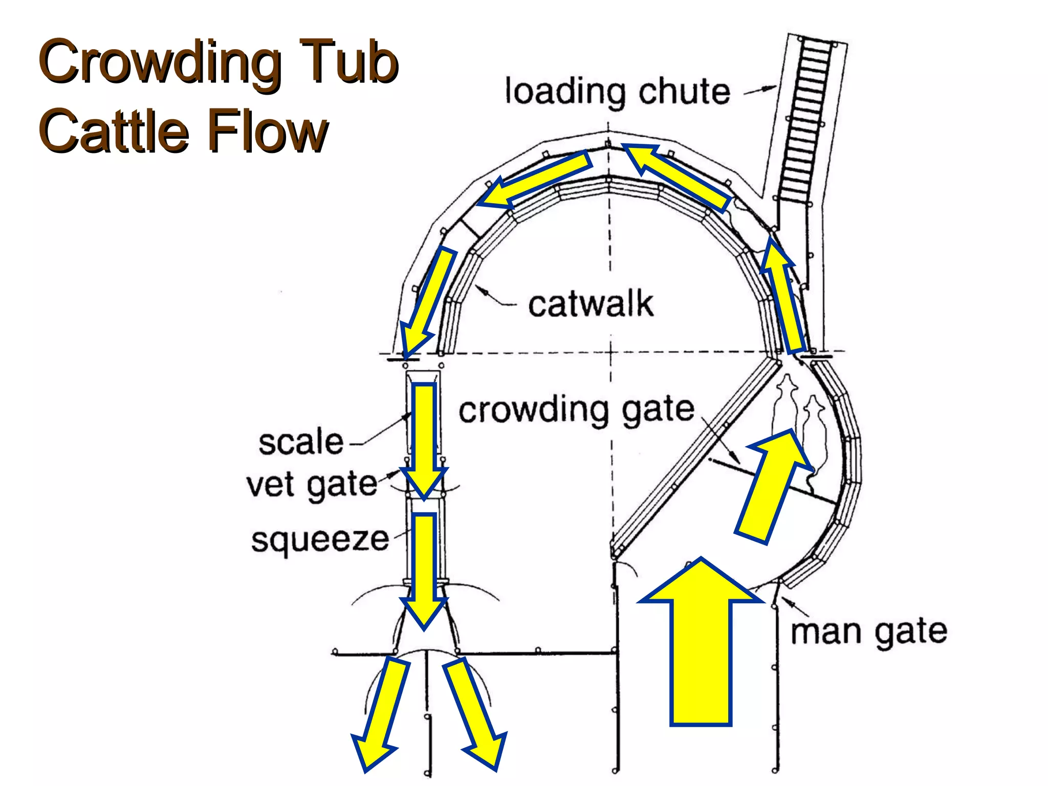 Tips for Creating Beef Cattle Handling Facilities | PPT