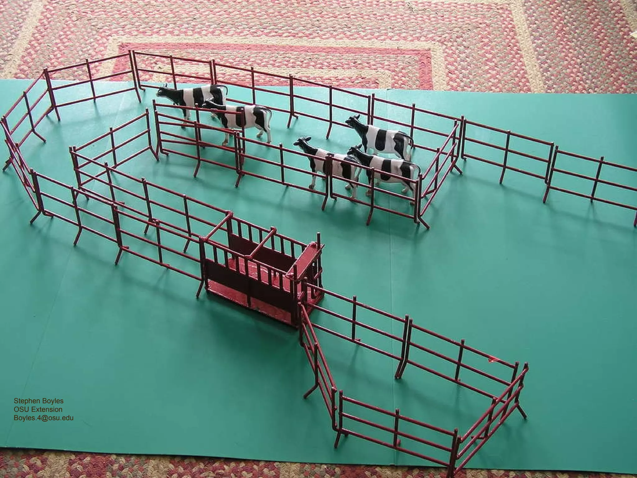 Tips for Creating Beef Cattle Handling Facilities | PPT