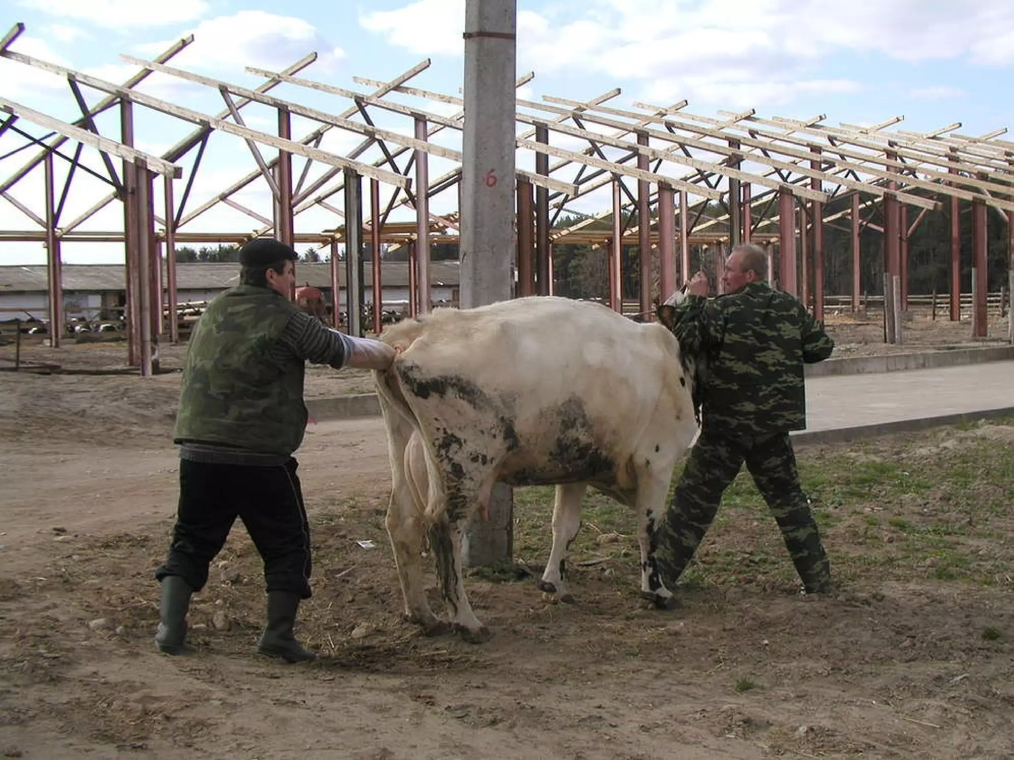 Tips for Creating Beef Cattle Handling Facilities | PPT