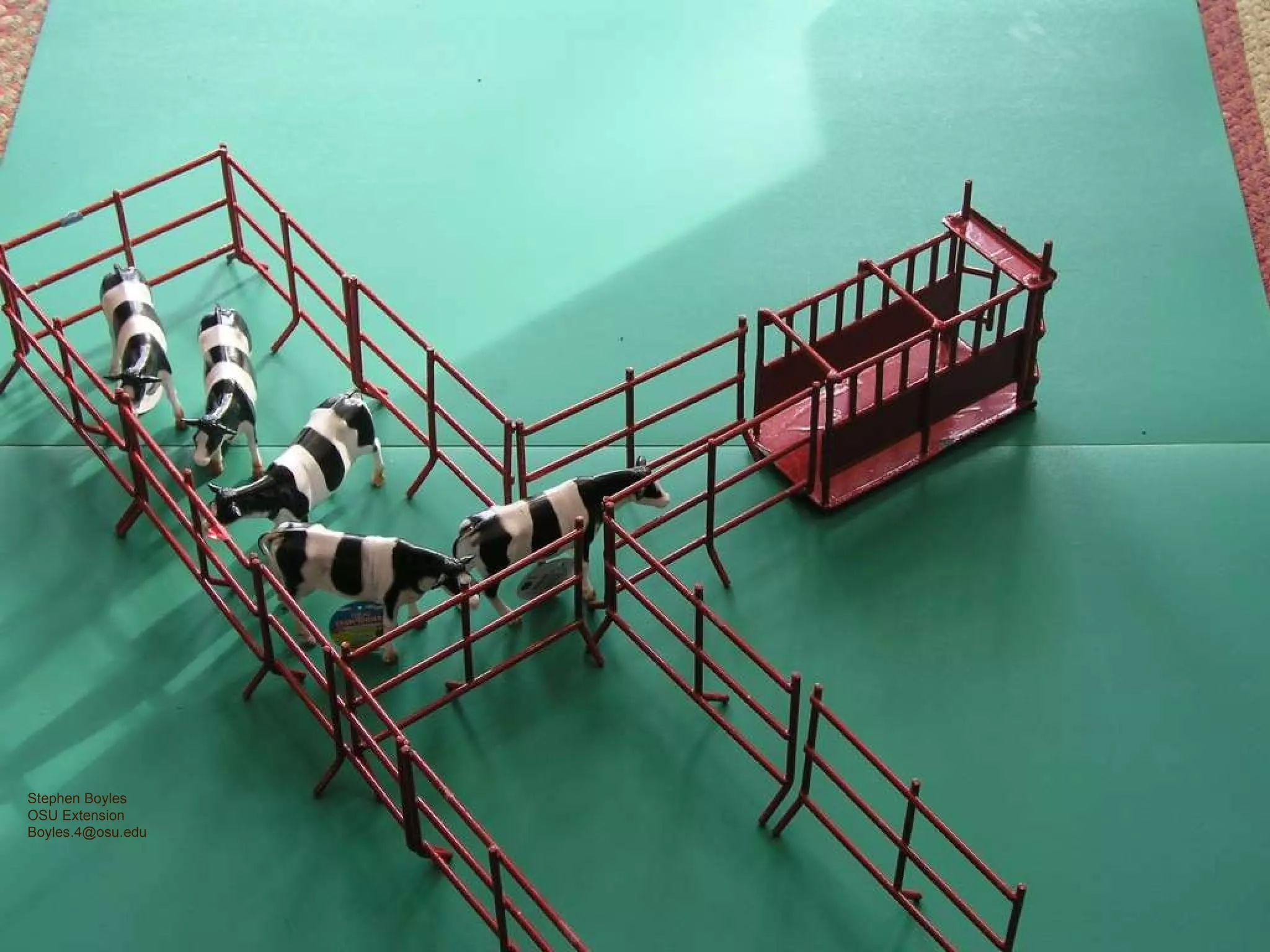 Tips for Creating Beef Cattle Handling Facilities | PPT