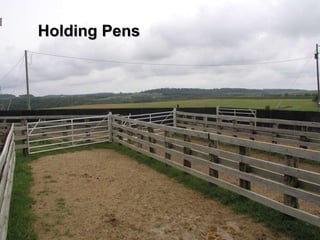 Tips for Creating Beef Cattle Handling Facilities | PPT