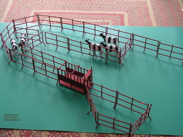 Tips for Creating Beef Cattle Handling Facilities | PPT