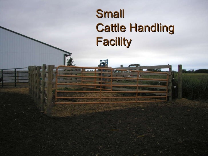 Tips for Creating Beef Cattle Handling Facilities