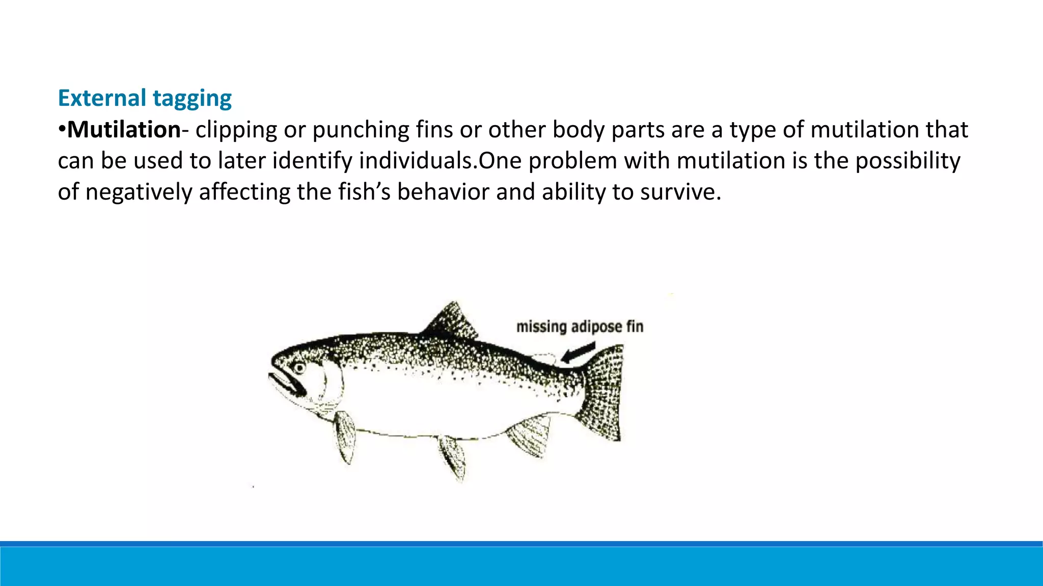 Fish Tagging methods | PPTX