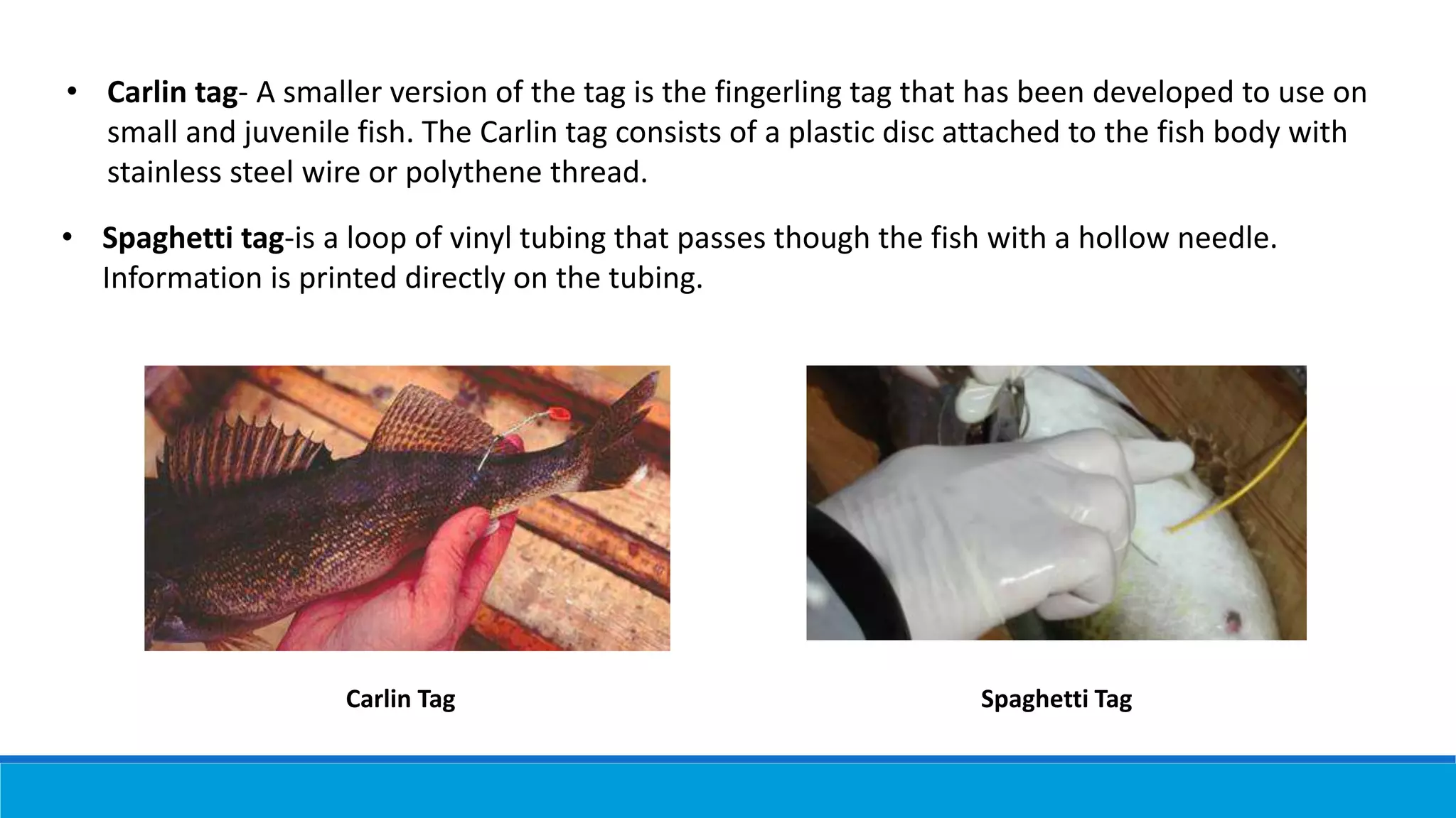 Fish Tagging methods | PPTX