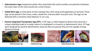 Fish Tagging methods | PPTX