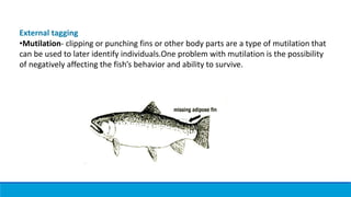 Fish Tagging methods | PPTX