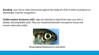 Fish Tagging methods | PPTX