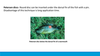 Fish Tagging methods | PPTX