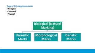 Fish Tagging methods | PPTX